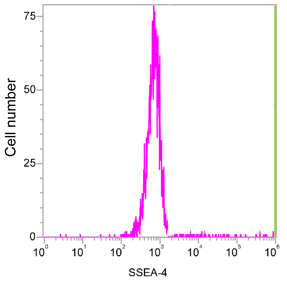 Human/Mouse SSEA‑4 Antibody (MAB1435) | Bio-Techne