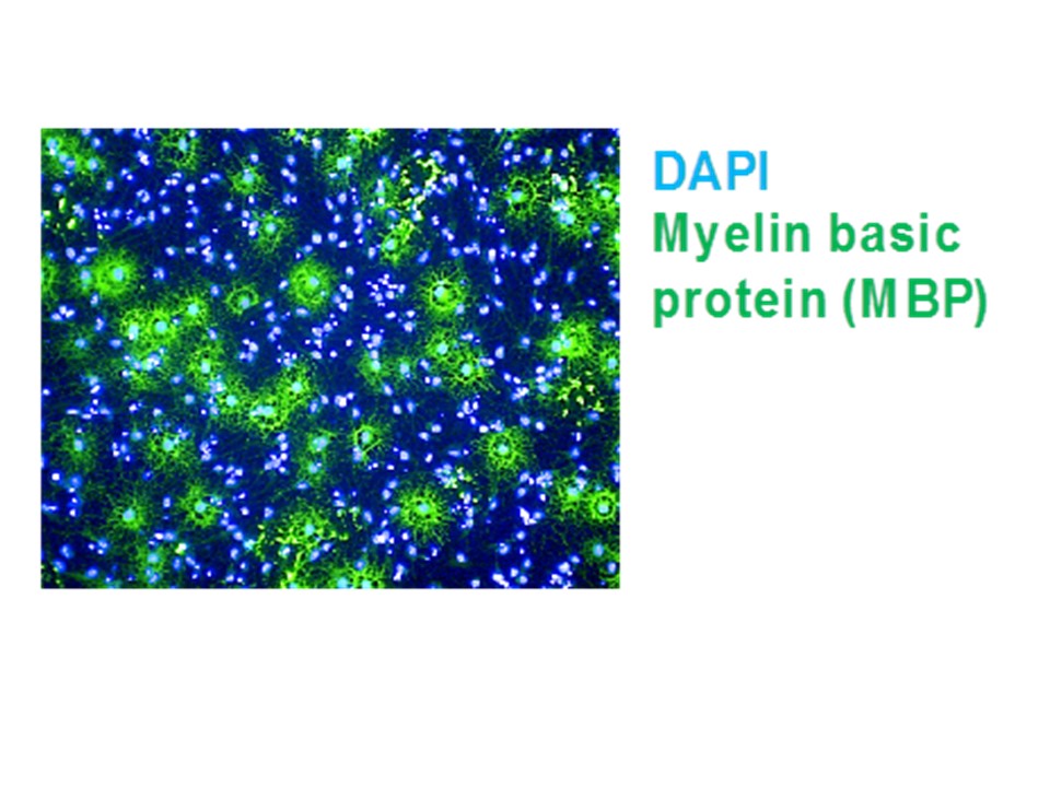 Human/Mouse/Rat MBP Antibody (MAB42282) | Bio-Techne