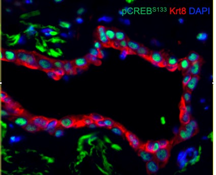 Human Phospho-CREB (S133) Antibody (MAB6906) | Bio-Techne