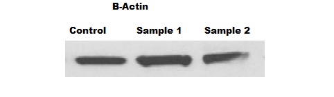 Human/Mouse/Rat beta‑Actin Antibody (MAB8929) | Bio-Techne