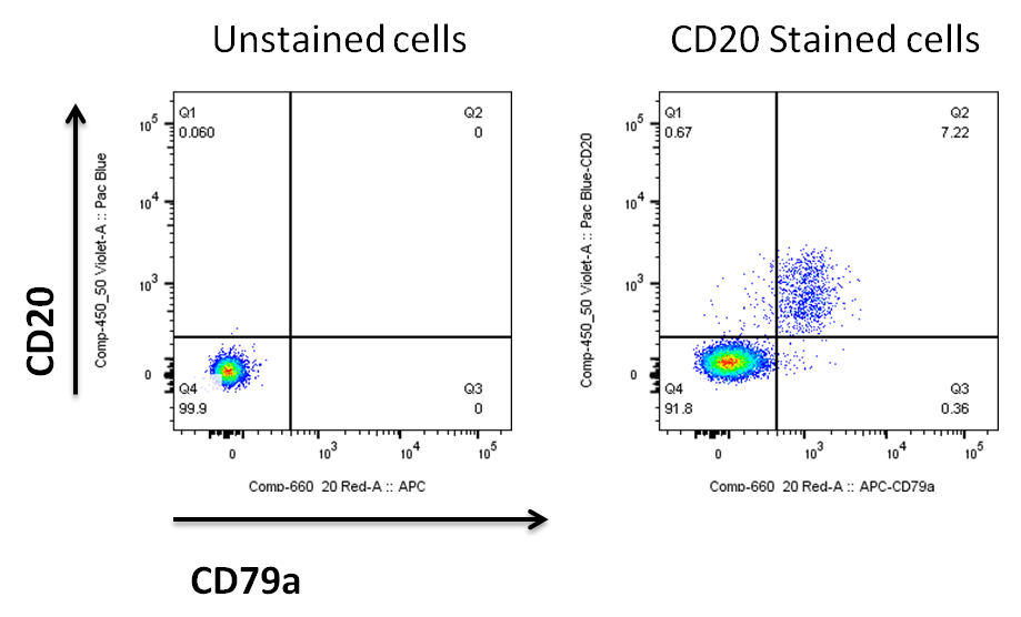 Human CD20 (Research Grade Rituximab Biosimilar) Antibody (MAB9575 ...