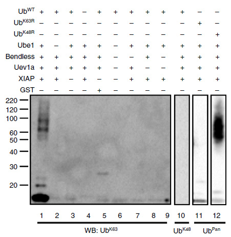 Recombinant Human Ubiquitin Mutant K48R Protein, CF (UM-K48R) | Bio-Techne